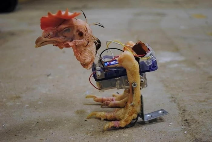 A cyborg chicken made by a Paraguyan student in a robotics championship ...