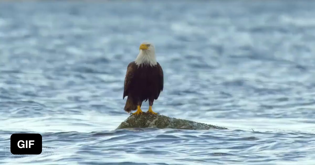 This Eagle’s having a bad day - 9GAG