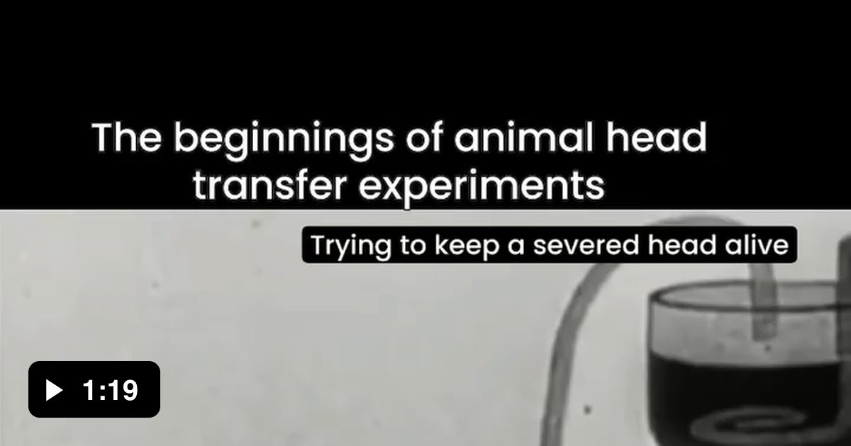 Animal head transfer experimentation - 9GAG