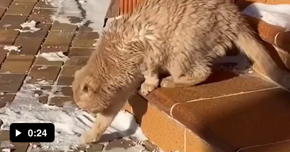 A tad cold and wet - 9GAG