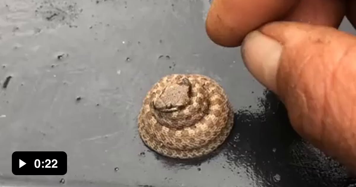 Tiny snake rearranging itself into a perfect little coil - 9GAG