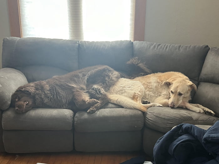 Short Round and Cobber are requesting a larger couch - 9GAG