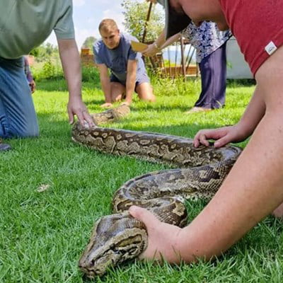 4.1M LONG PYTHON SWALLOWS PIT BULL WHOLE "It was a giant snake. We were ...