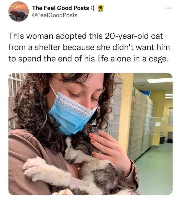 Pensioner kitty. - 9GAG