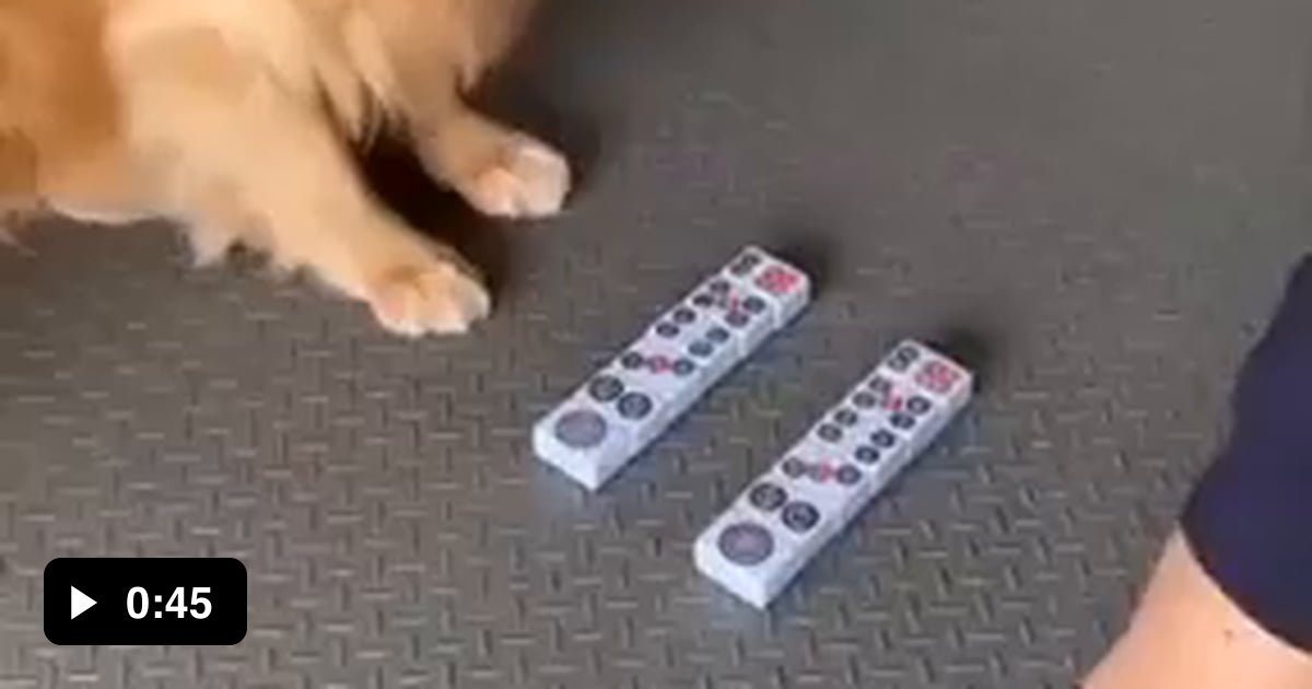 Such a clever dog - 9GAG