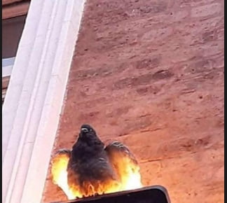 Fire pigeon 200+ attack if tamed by giving your soul - 9GAG
