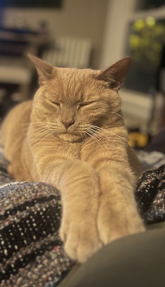 No war post here… just a kitty trying to spread some joy! - 9GAG