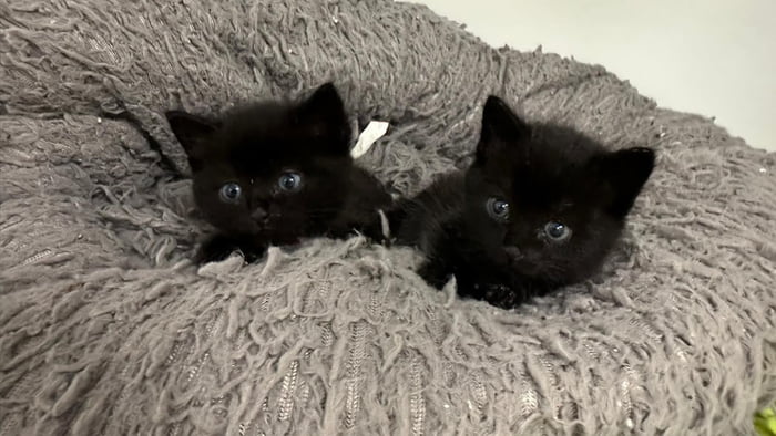 Smol cates :3 - 9GAG