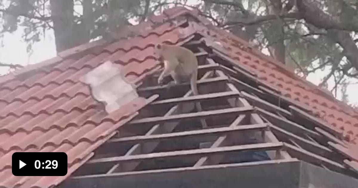 Why monkey? Why? - 9GAG