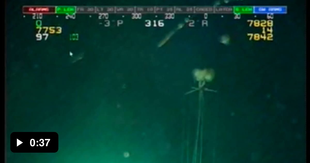 Magnapinna Squid at Drilling Site - Depth: 2500m - 9GAG