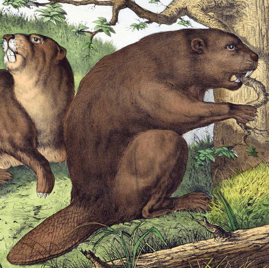 Bober circa 1880 - 9GAG