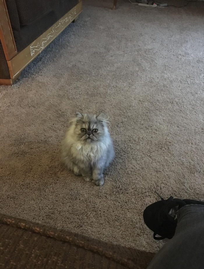 She’s Mostly fur lol - 9GAG