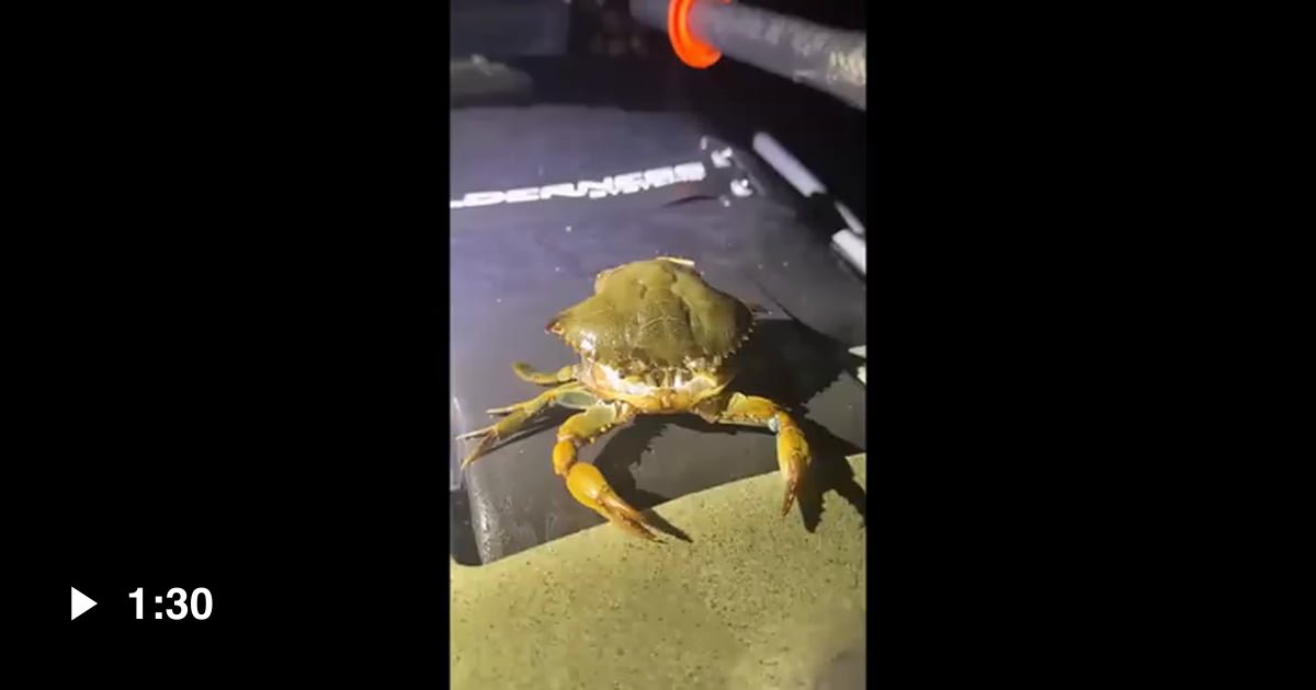 A crab undressing *sped up - 9GAG