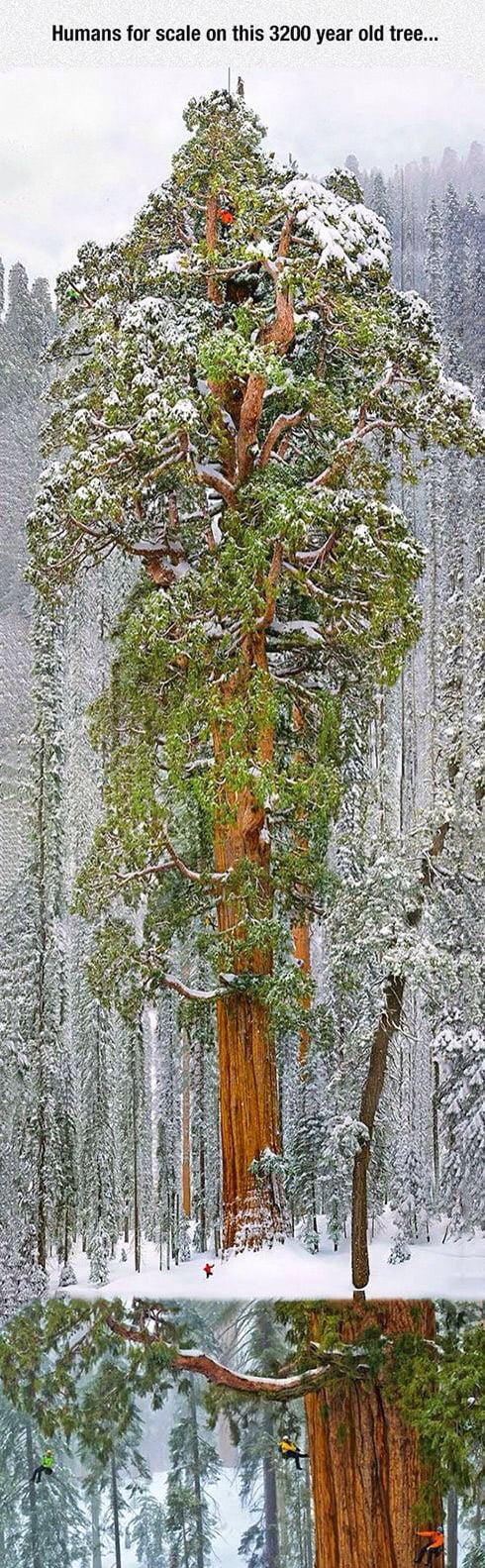 3200 year old tree - 9GAG