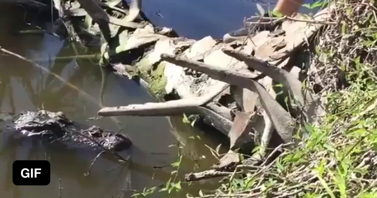 A pretty cool gator. - 9GAG