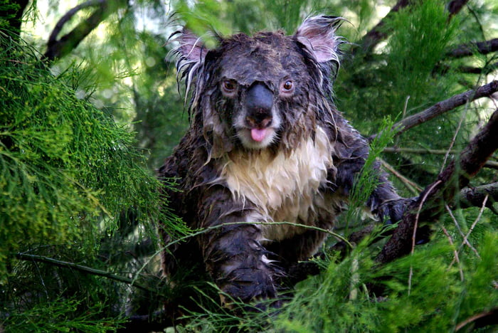 A wet Koala - 9GAG