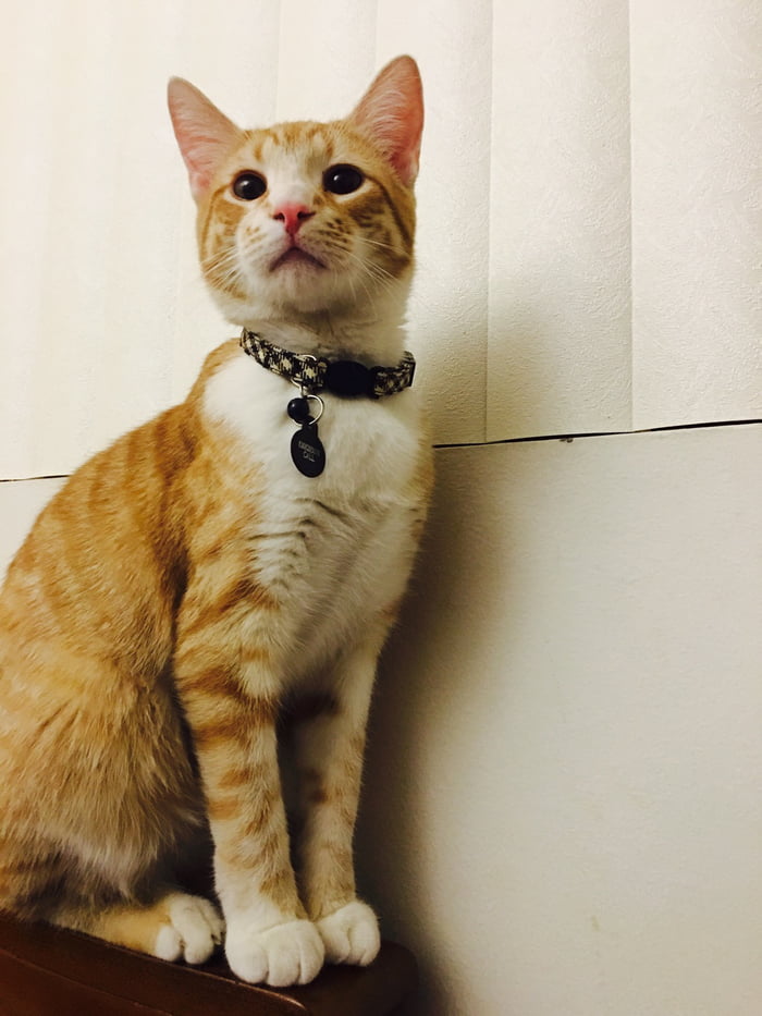 Adopted my first cat today! Meet chance! - 9GAG