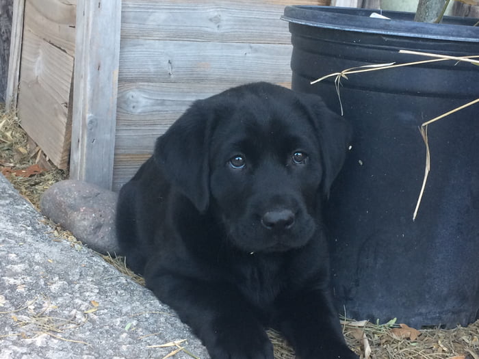 We got this 7 week old black lab a week ago. She's a sweetheart but ...