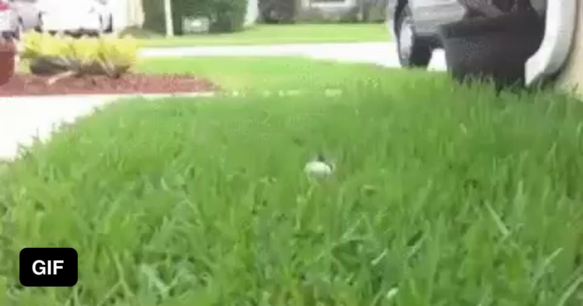 Bacon running on salad. - 9GAG