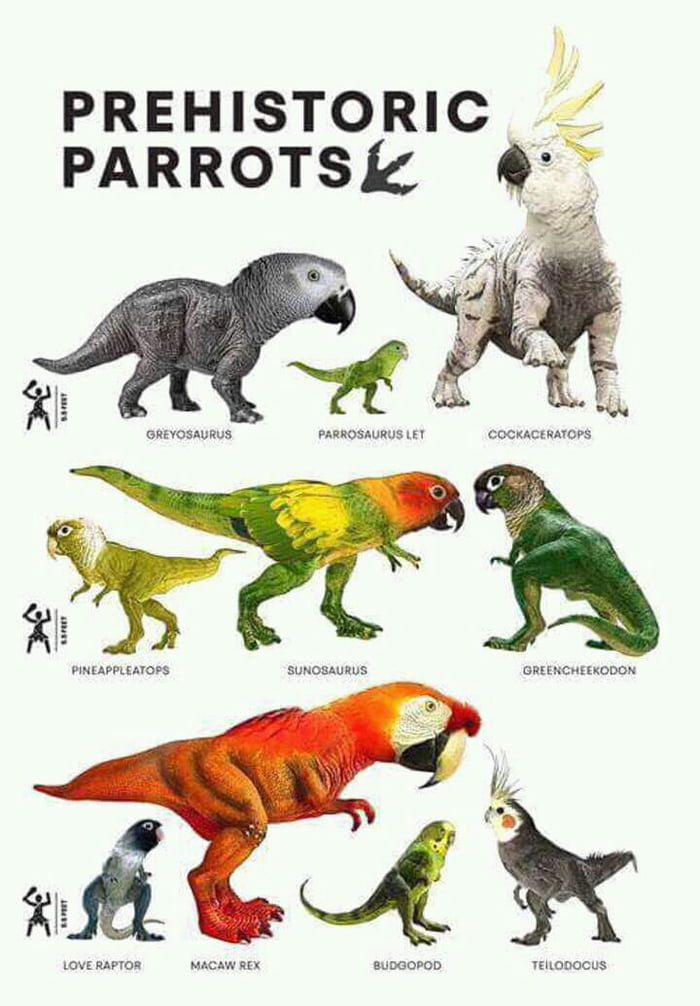 Prehistoric parrots.your argument is invalid - 9GAG