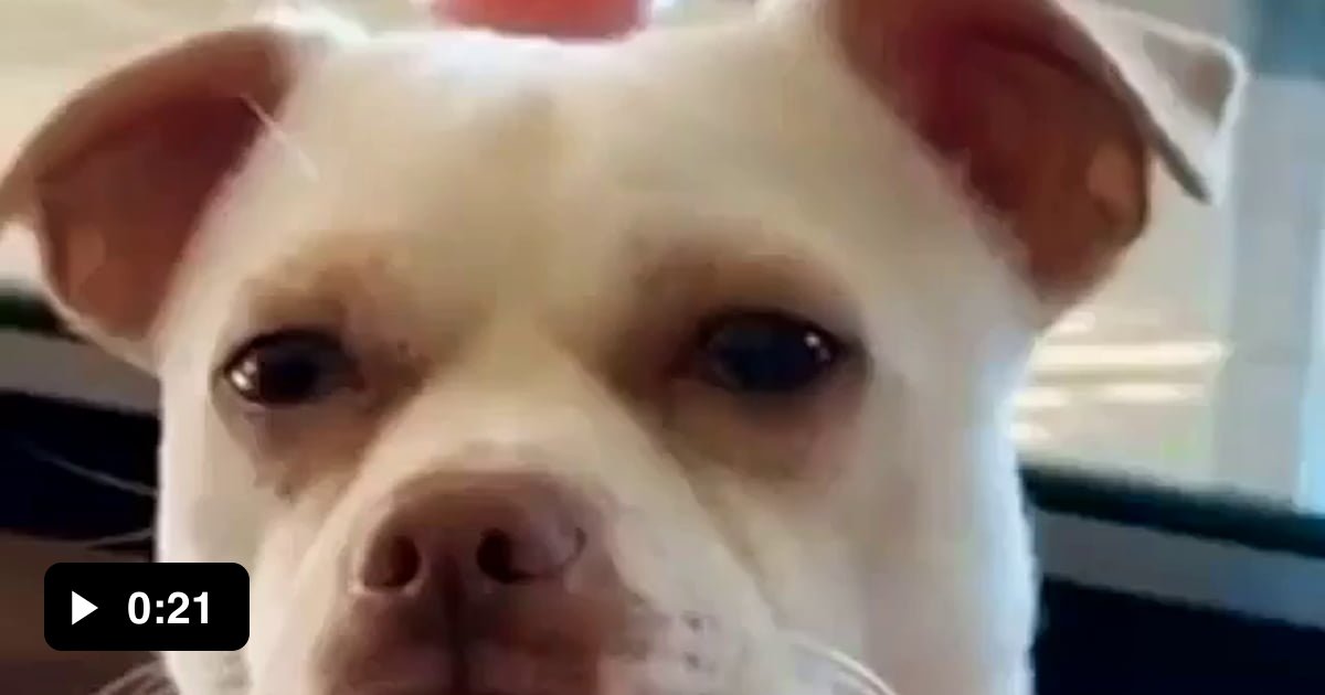 Techno Doggo Face - 9GAG