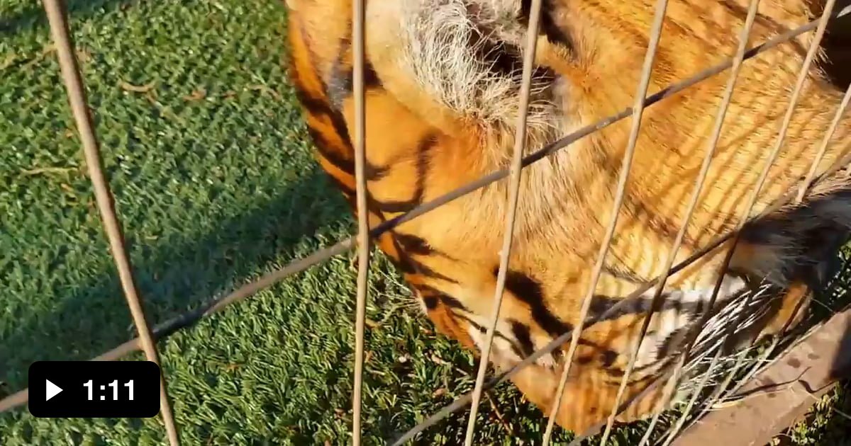 Diego the tiger enjoys whipped cream! - 9GAG