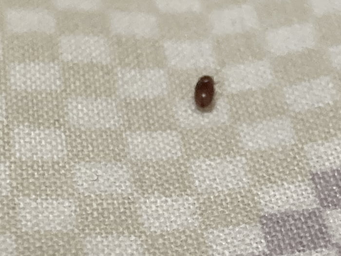 Is that a bed bug? - 9GAG