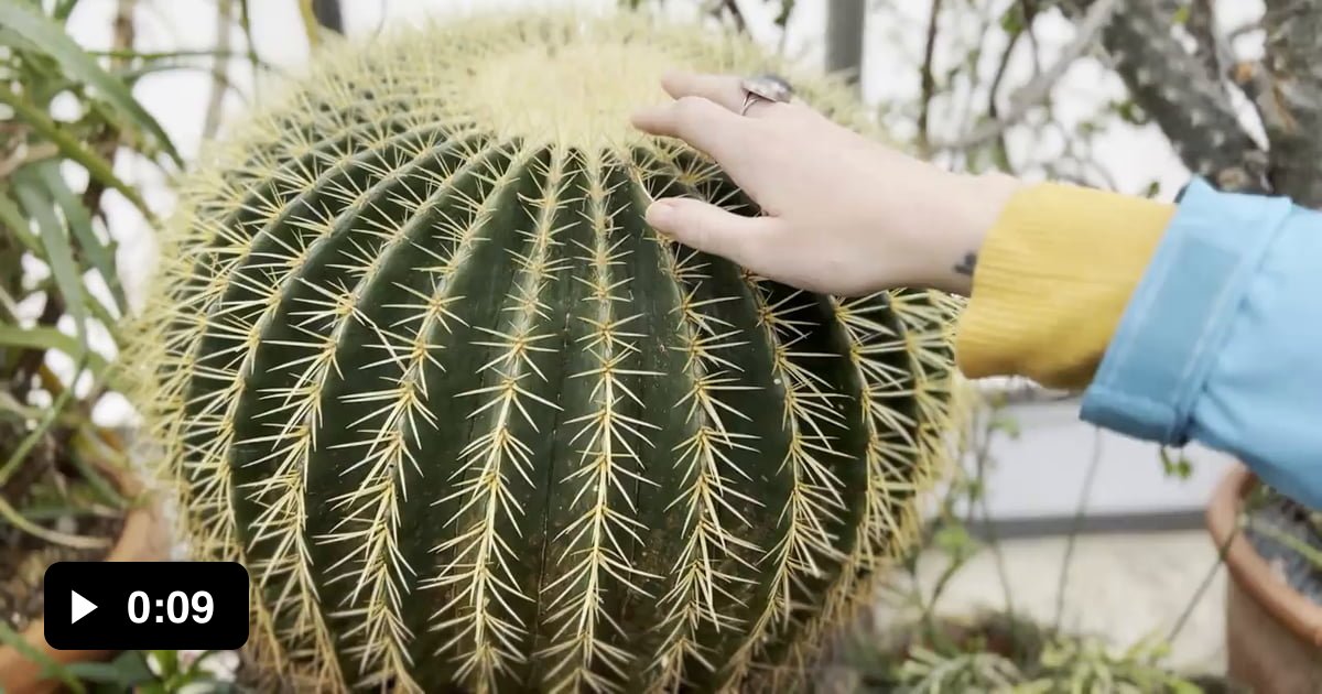 The sound this cactus makes - 9GAG