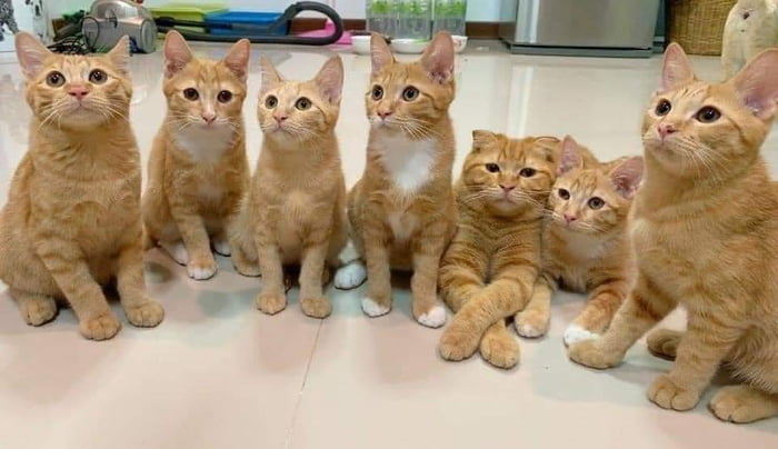 Four generations of ginger cats in a single photo - 9GAG
