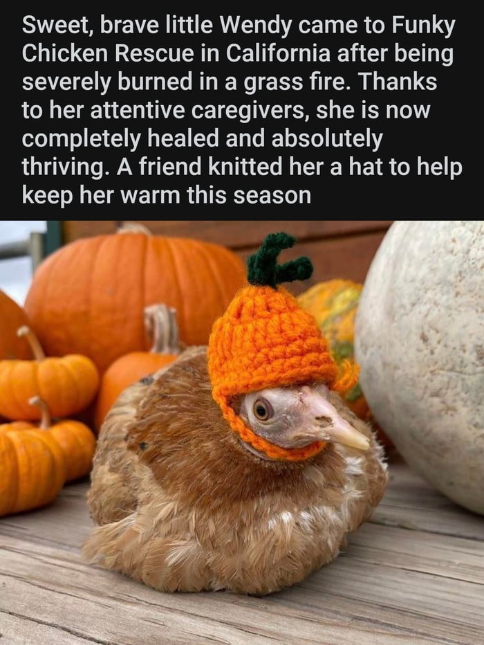 Nursing Little Sweet Baby Chicken to Health - 9GAG