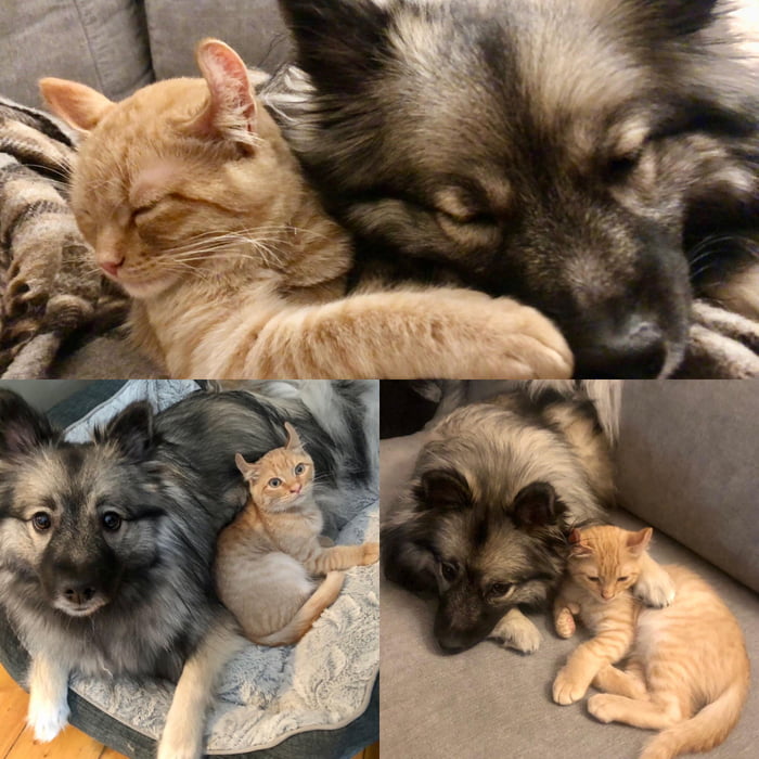 Misha and Hobbes: snuggle besties - 9GAG
