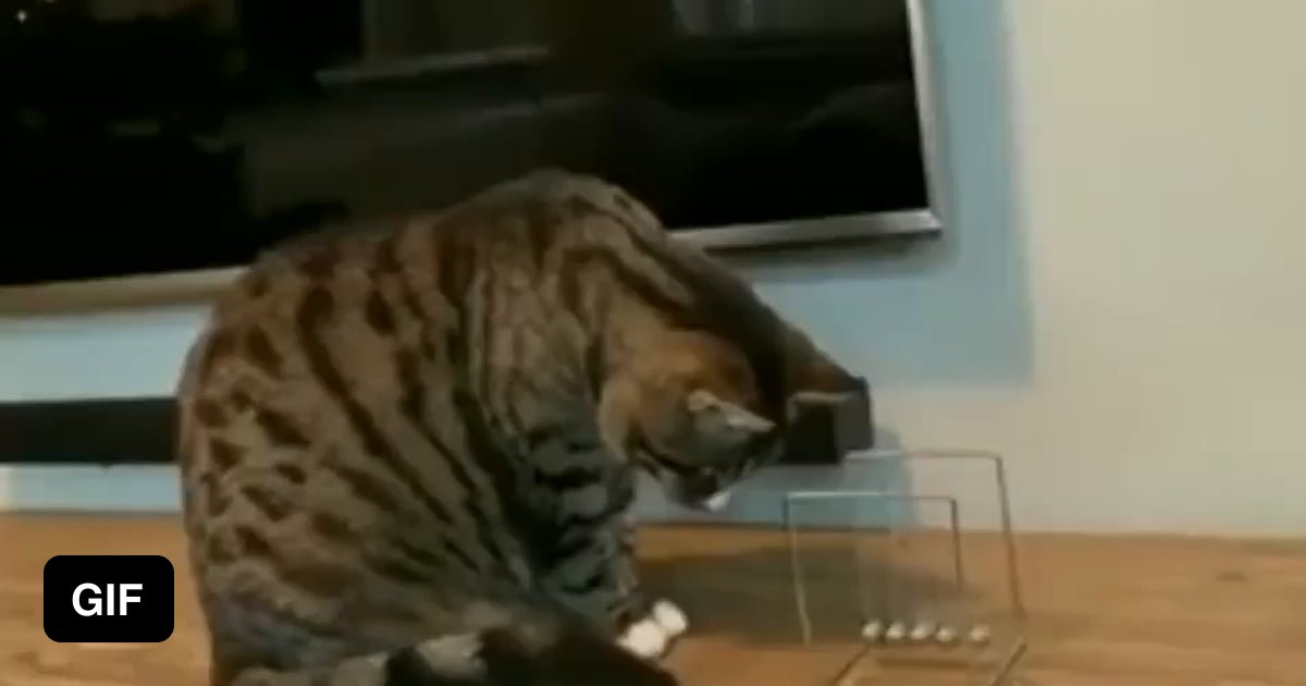 Cat learning about physics - 9GAG