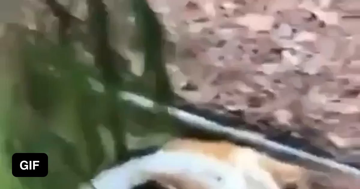 Fox wants belly rubs - 9GAG