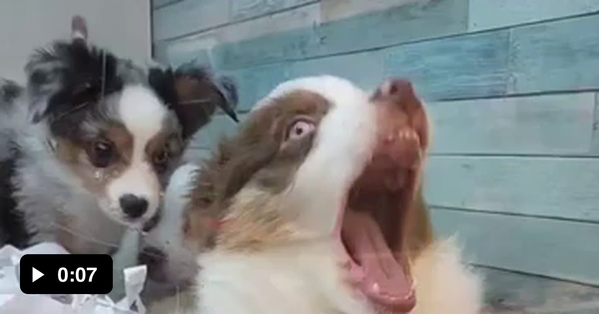 Dog trying to bite through the glass. - 9GAG