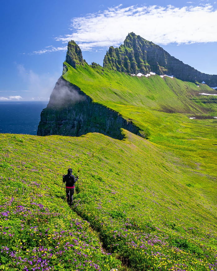 Flowering meadows on the Hornbjarg Cliffs overlooking the Denmark ...