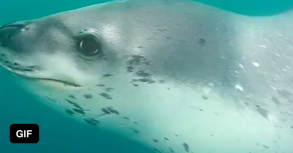 The Leopard Seal (Hydrurga leptonyx), also referred to as the sea ...