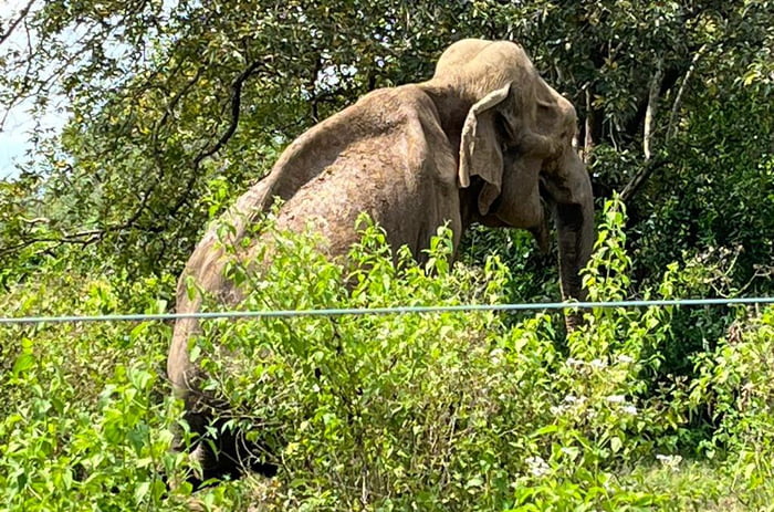 The Horror Of Horowpathana: Starving Elephants to Death - 9GAG