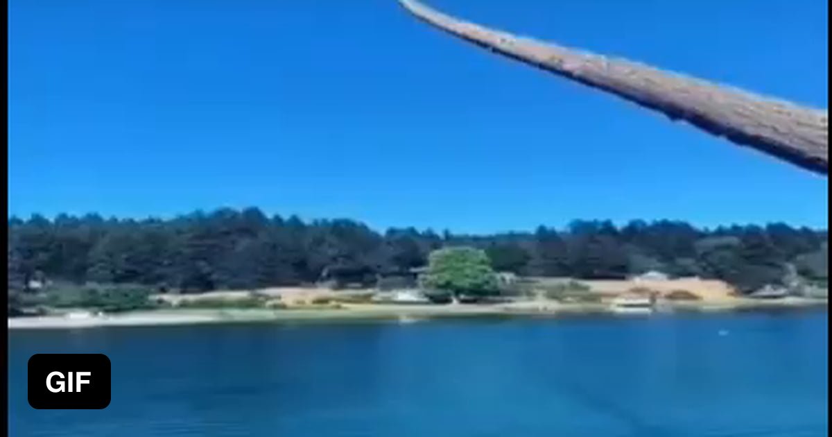 Satisfying tree falling into the water - 9GAG