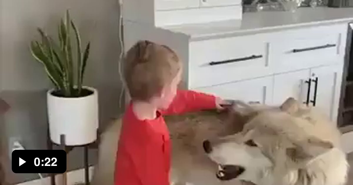 A boy and his wolf - 9GAG