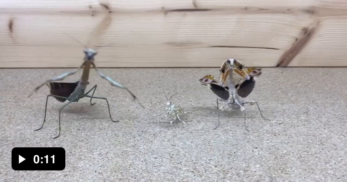 Mantis tomfoolery - 9GAG