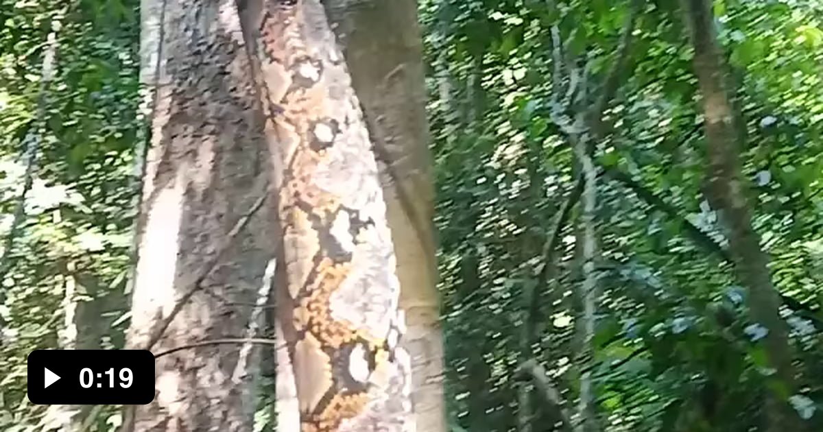 Just a python climbing a tree - 9GAG