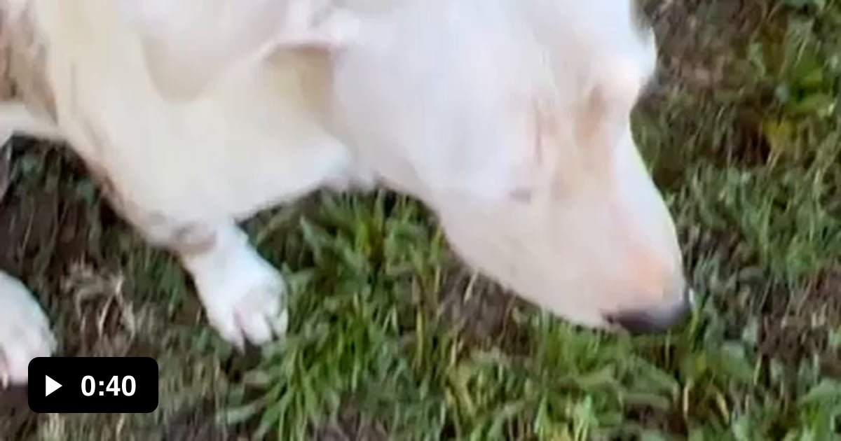 The man who rescued the 13 kittens last week also rescued a litter of ...