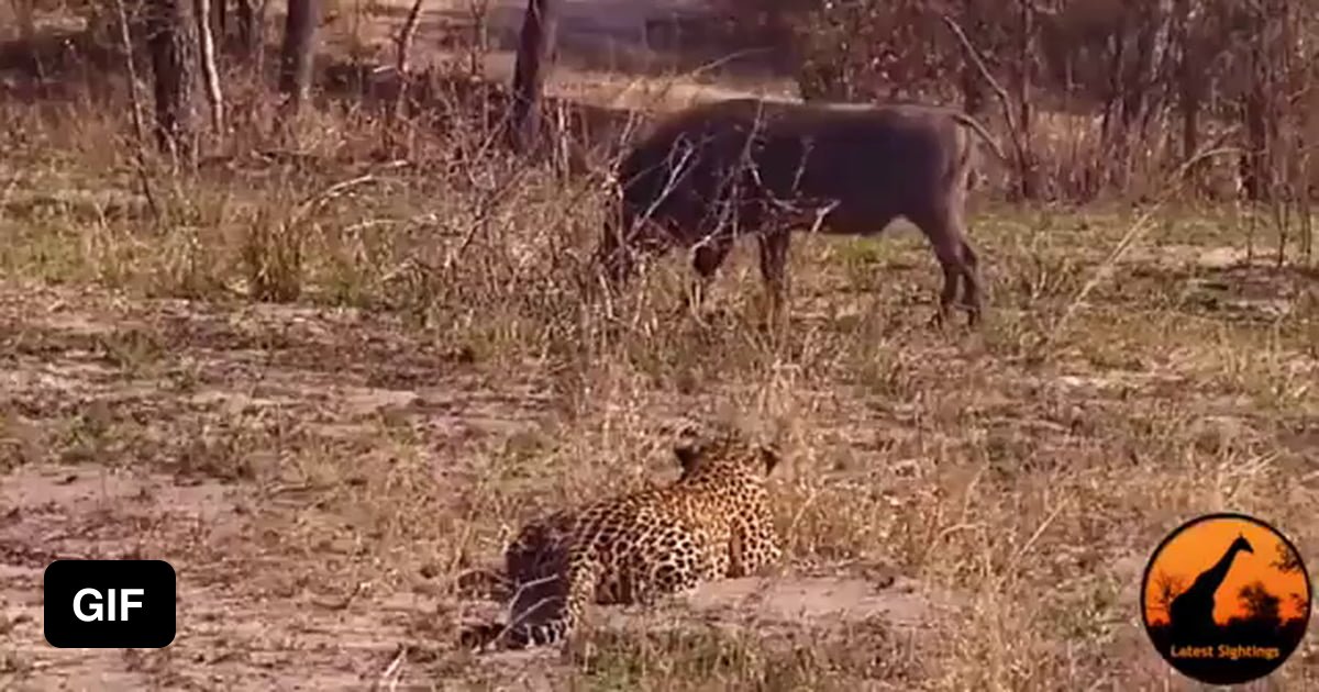 Earlier this week, we saw stupid lions. Now, presenting you a young ...