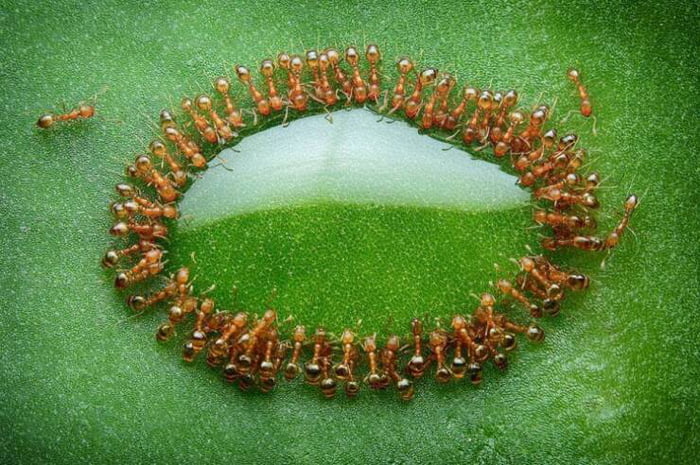 Ant mirror - 9GAG