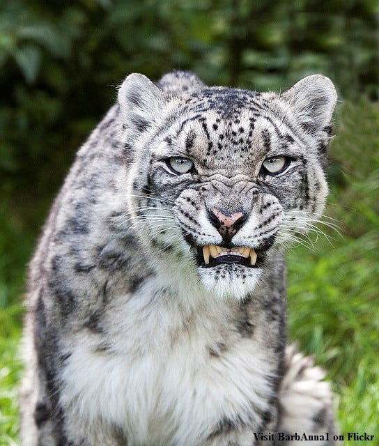 Big cat appreciation post - 9GAG