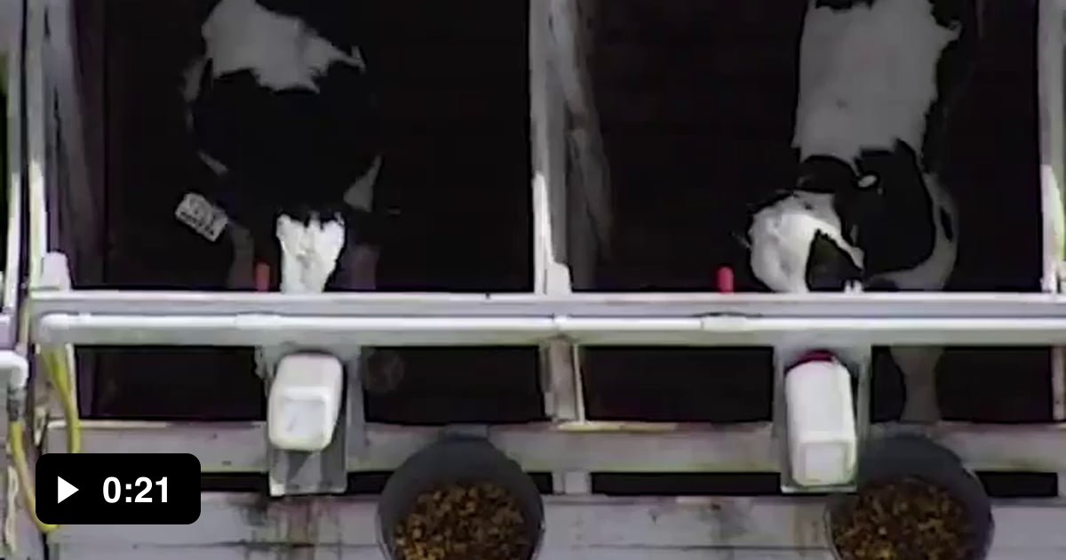 Cow’s version of The Matrix. - 9GAG