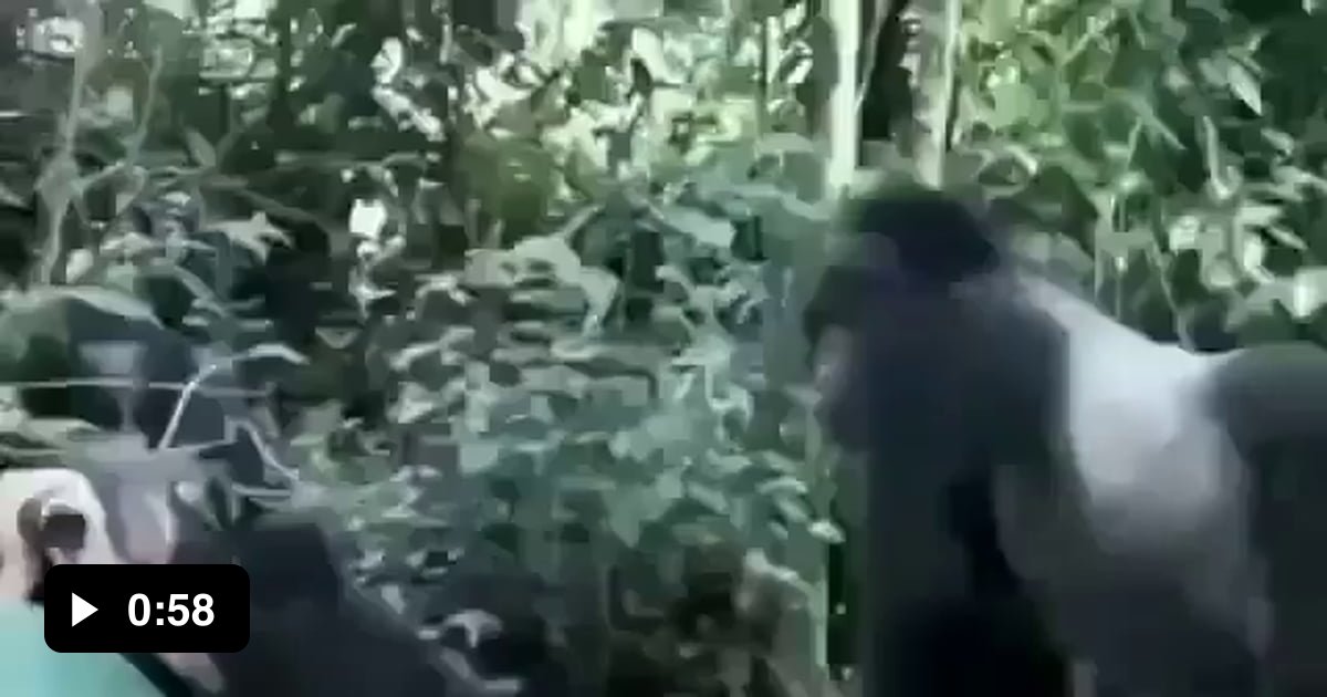 Close encounter with mountain gorillas. - 9GAG