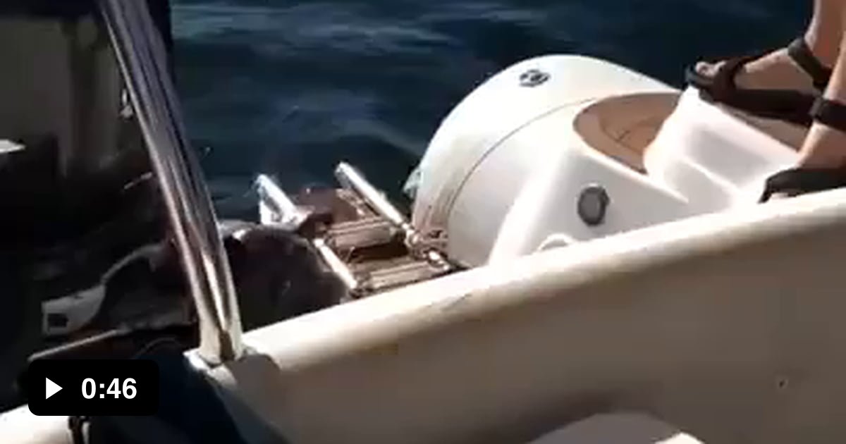 Seal escaping from Orcas - 9GAG