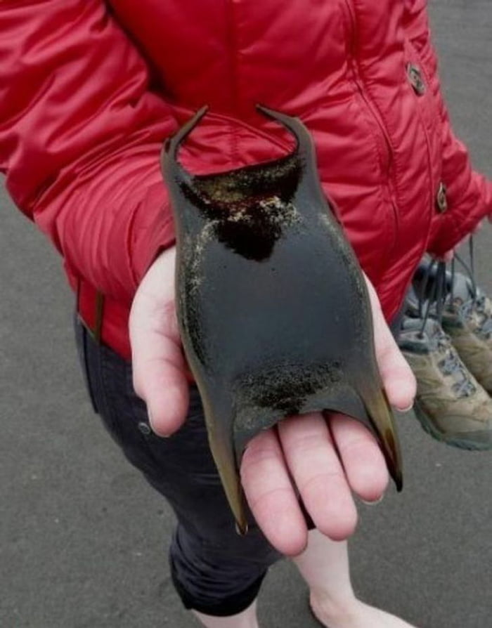 Just a ray egg - 9GAG