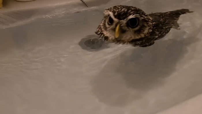 This swimming owl - 9GAG